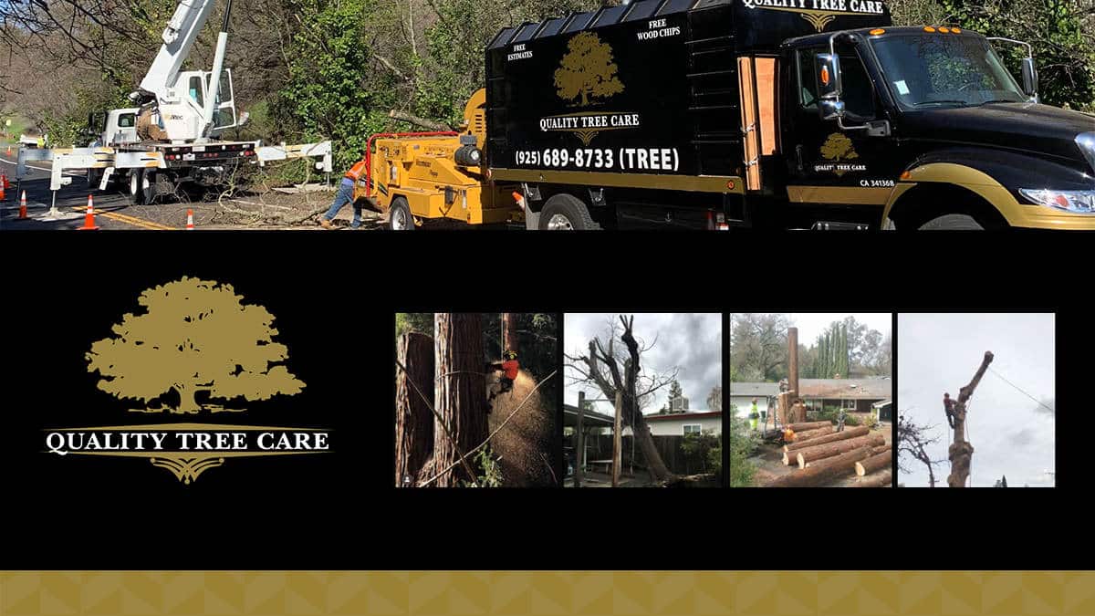 Tree Health Care Program - Quality Tree Care